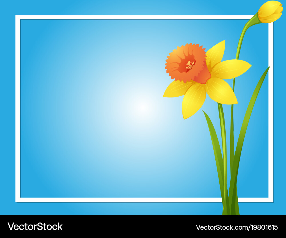 Border template with yellow daffodil Royalty Free Vector