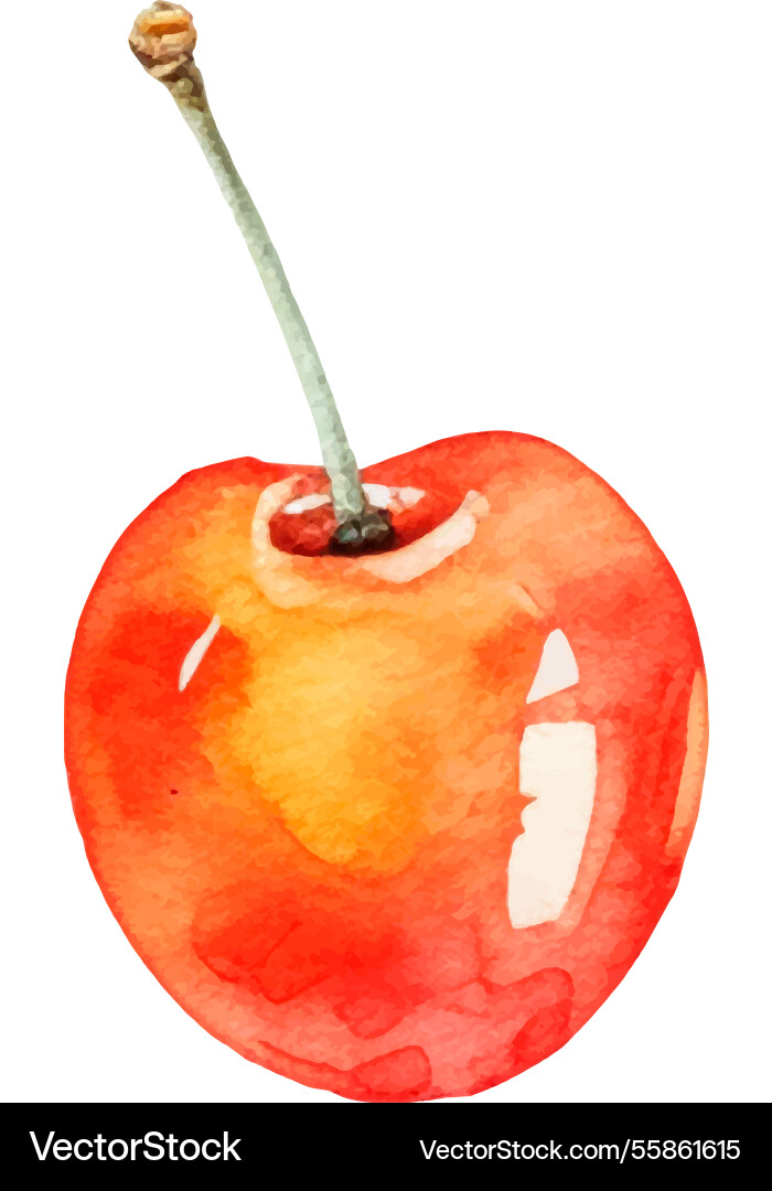 Watercolor painted cherry fruit hand drawn fresh Vector Image