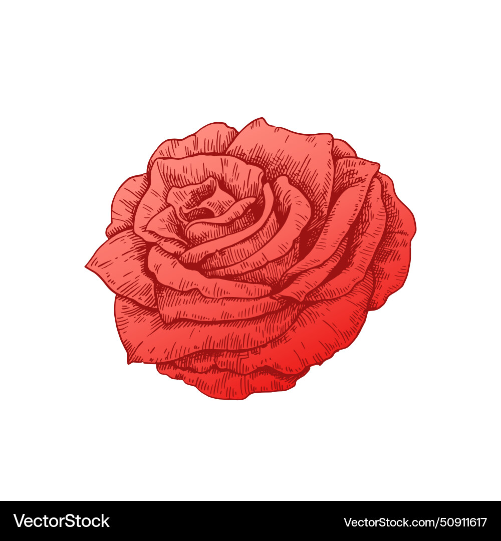 Red rose hand-drawn in retro style isolated Vector Image