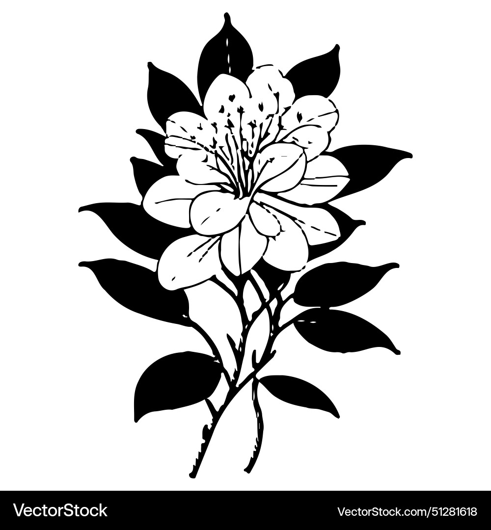 Azalea flower sketch Royalty Free Vector Image