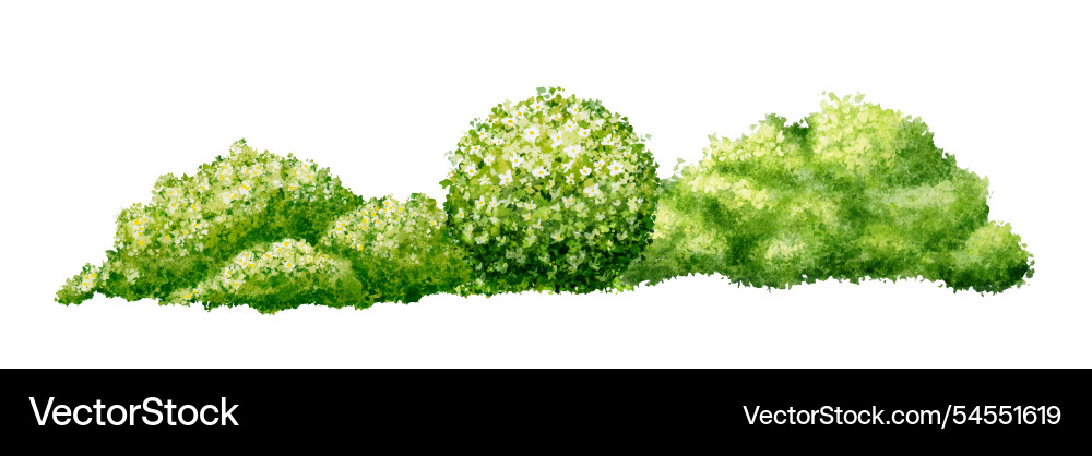 Green bush watercolor on white background Vector Image