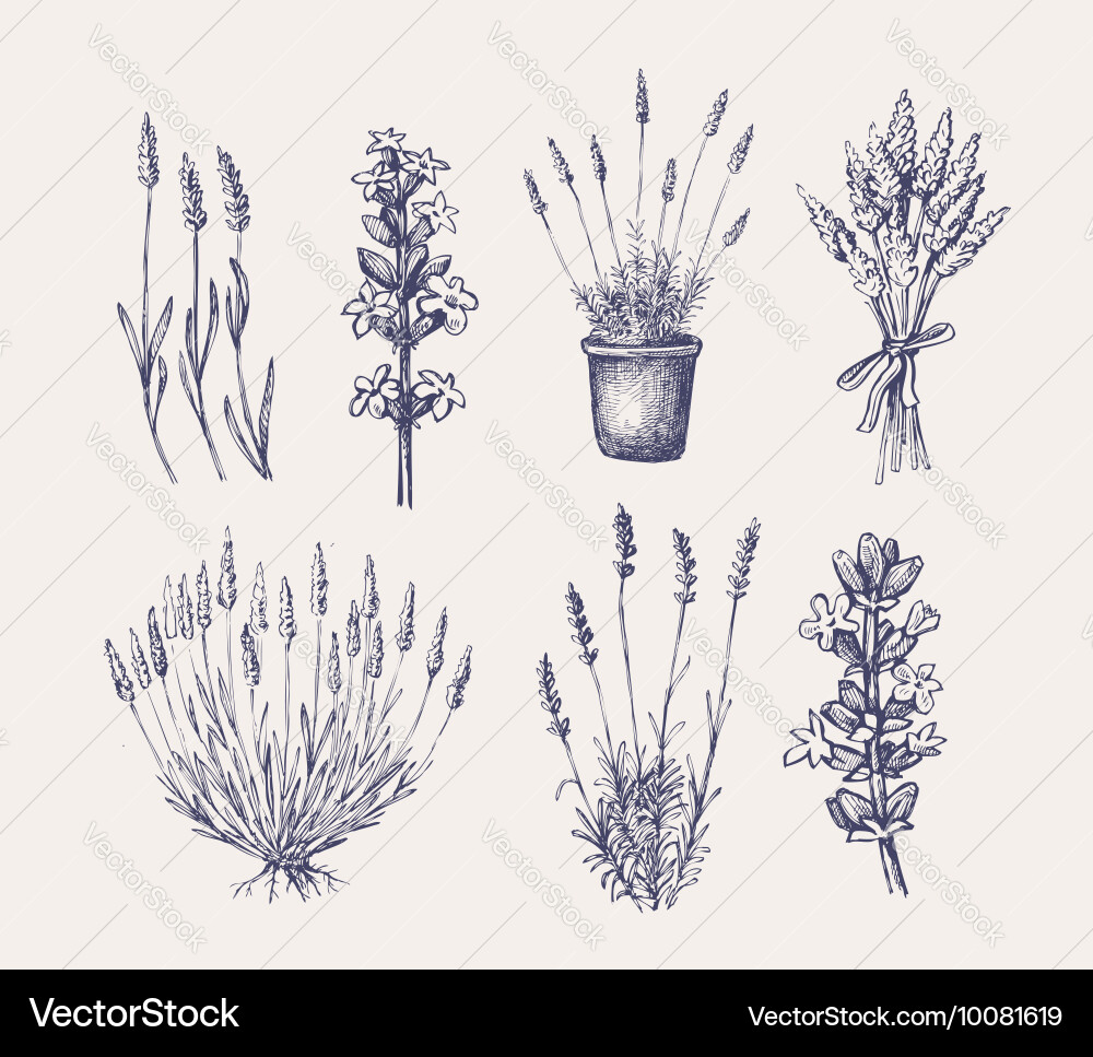 Lavender set Royalty Free Vector Image - VectorStock