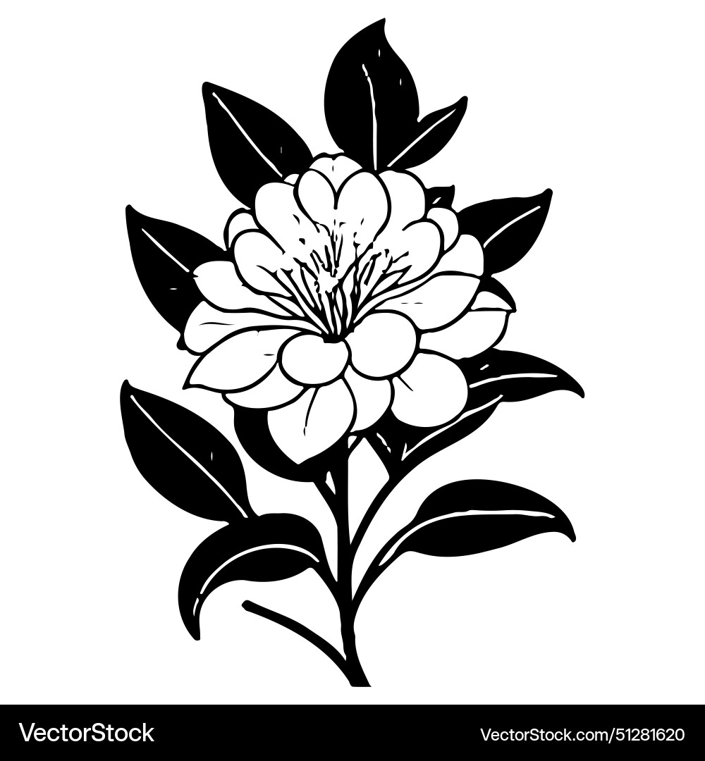 Azalea flower sketch Royalty Free Vector Image