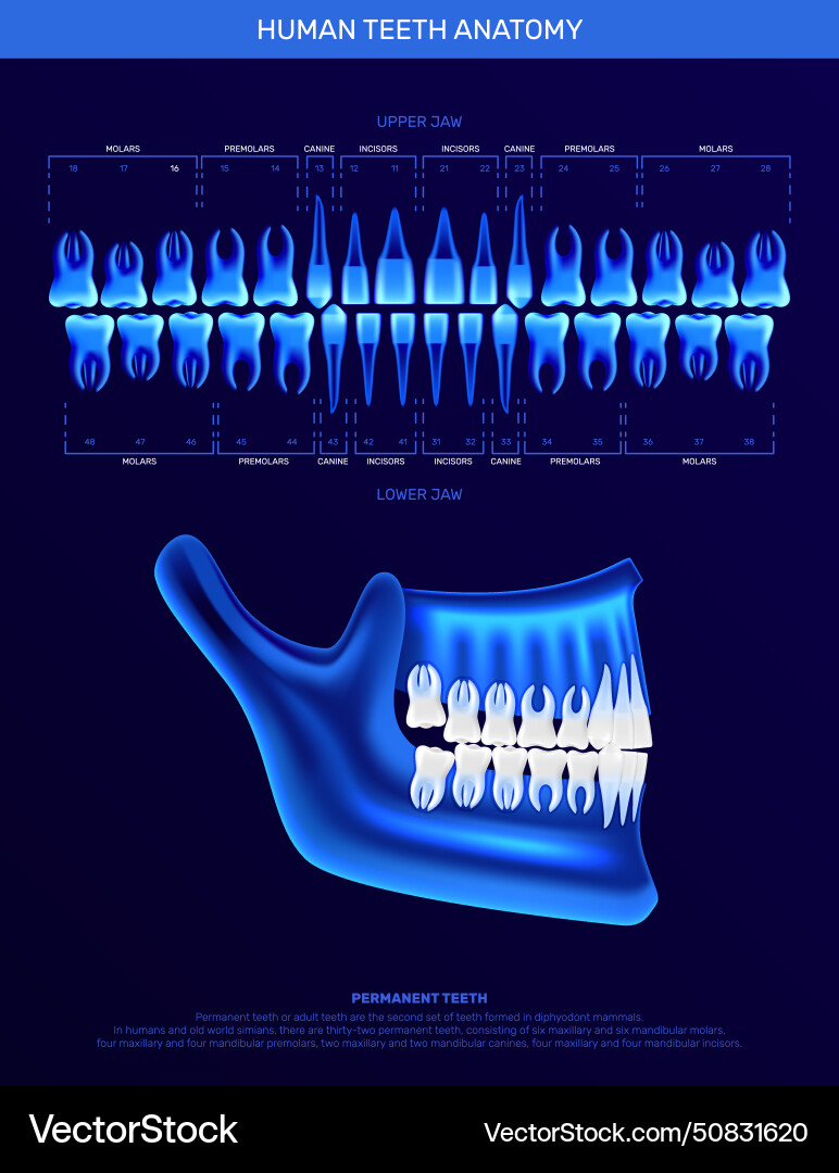 Human teeth realistic infographics Royalty Free Vector Image