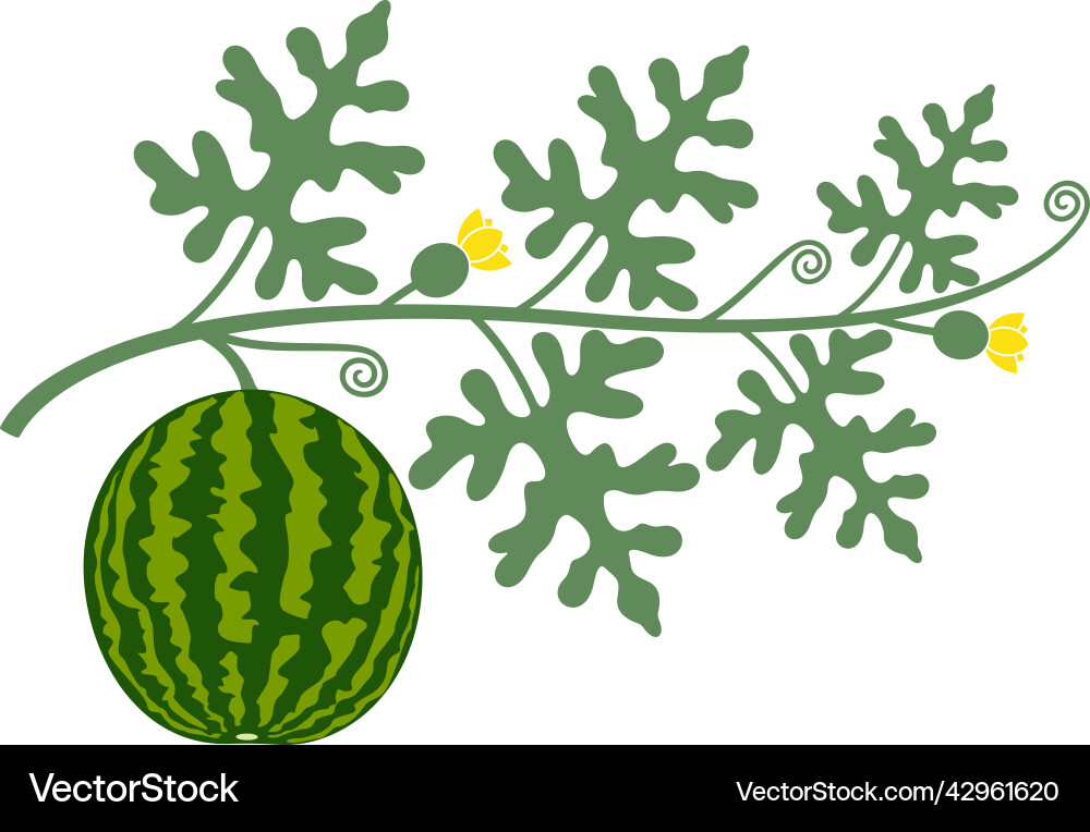 Watermelon Royalty Free Vector Image - VectorStock