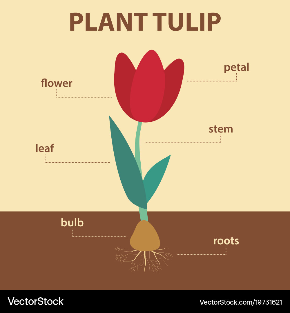 Diagram showing parts of tulip whole plant Vector Image