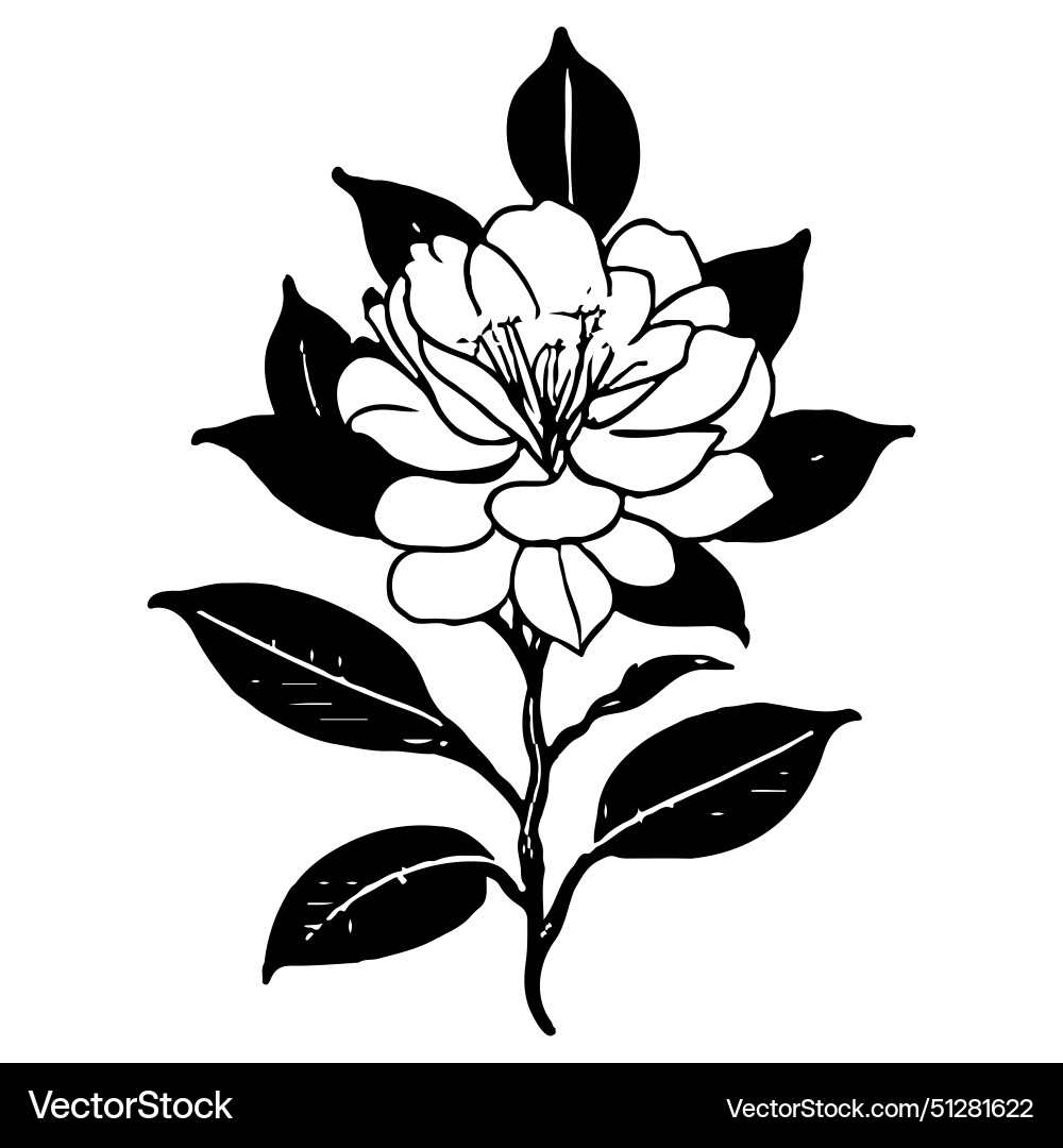 Azalea flower sketch Royalty Free Vector Image