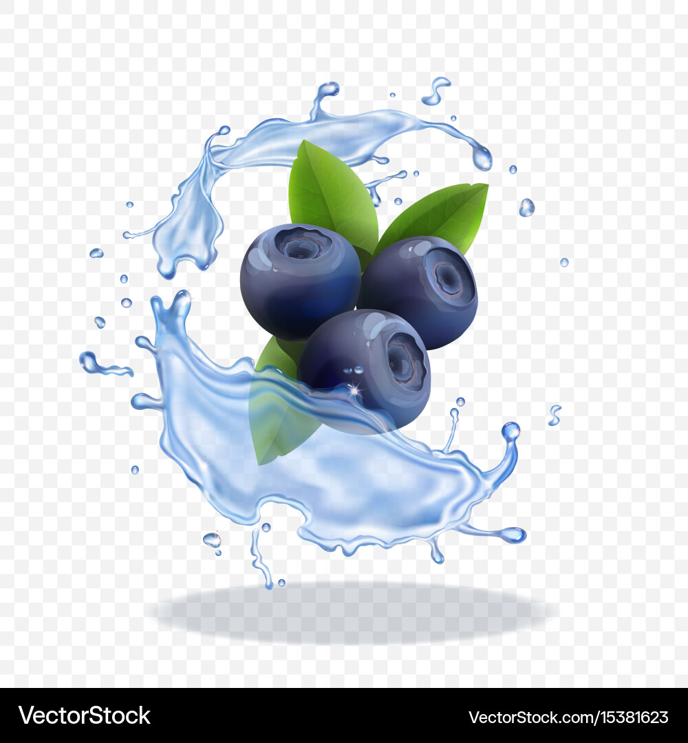 Blueberry and water splash isolated Royalty Free Vector