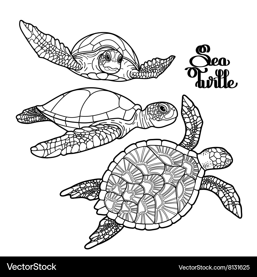 Hawksbill Sea Turtle Line Art Royalty Free Vector Image