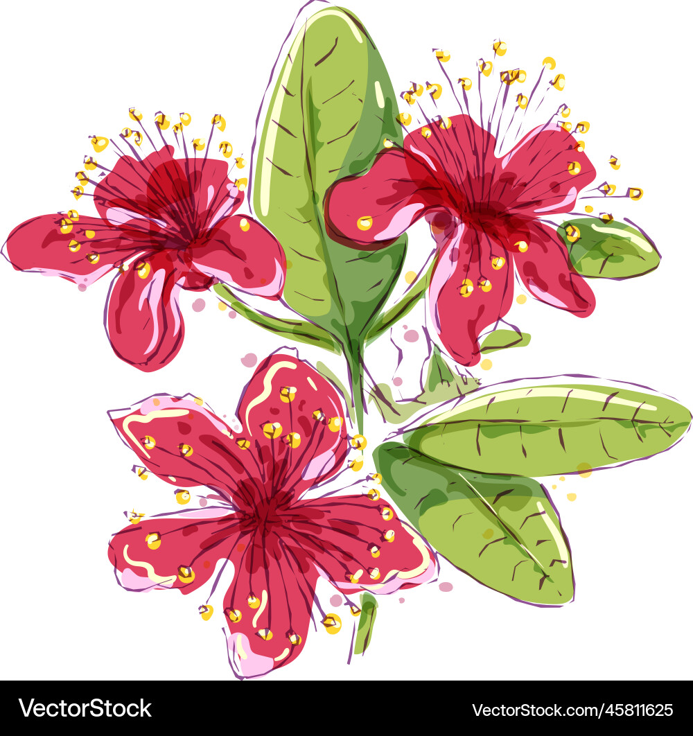 Watercolor feijoa flowers Royalty Free Vector Image
