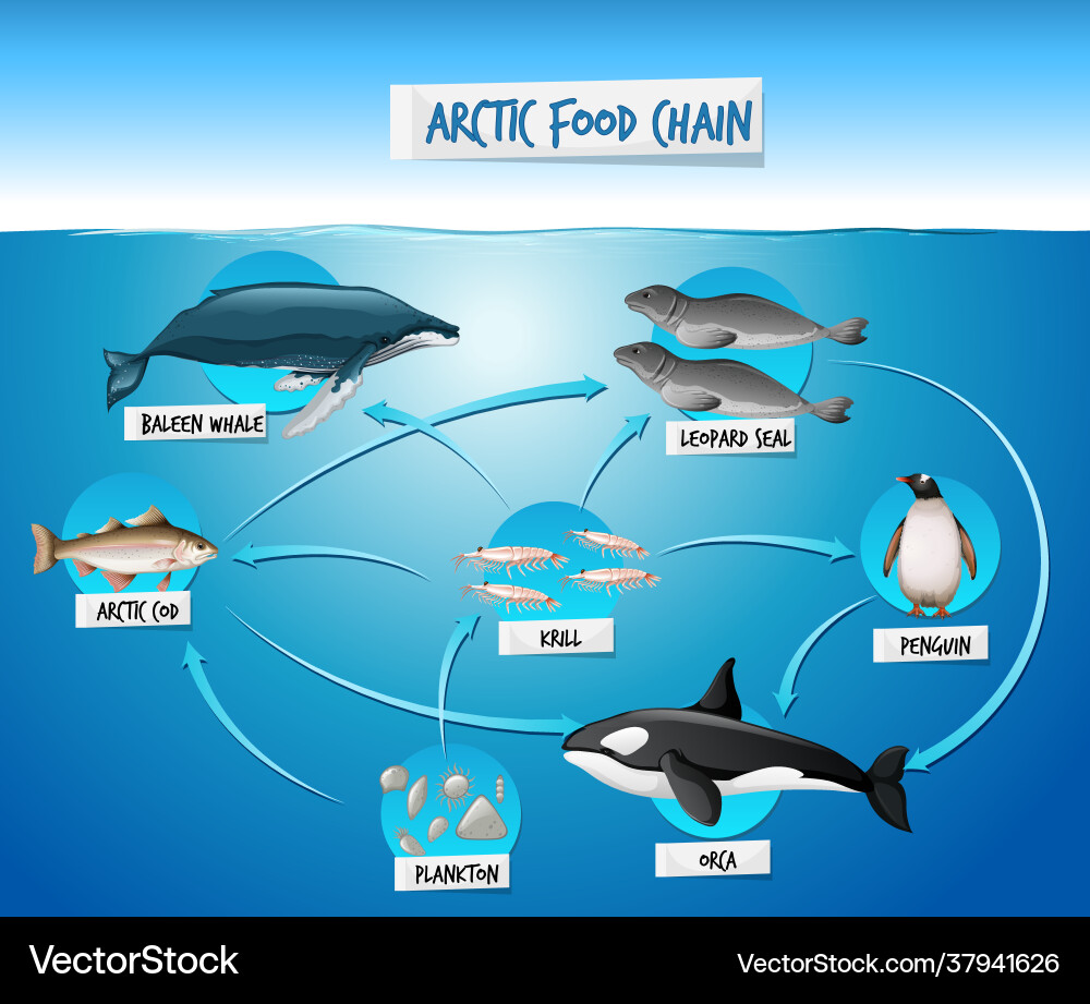 Arctic Fox Food Web Diagram Free Vector | Arctic Food Chain Pyramid