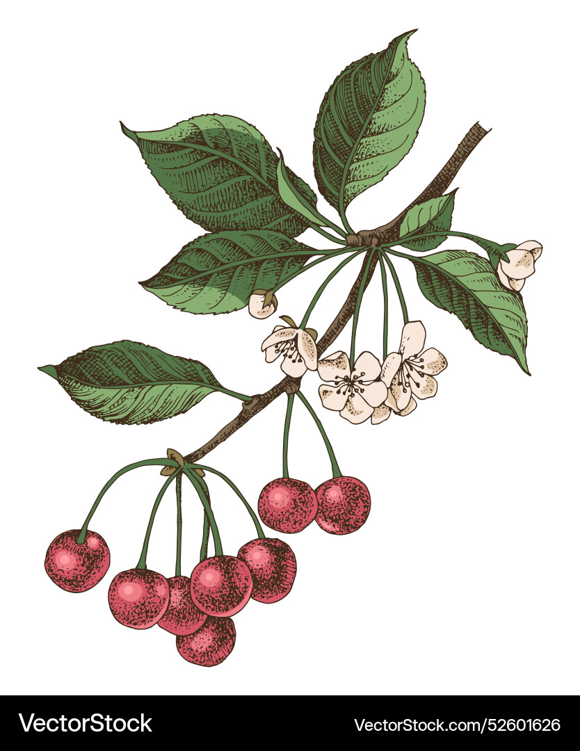Cherry tree branch hand drawn Royalty Free Vector Image