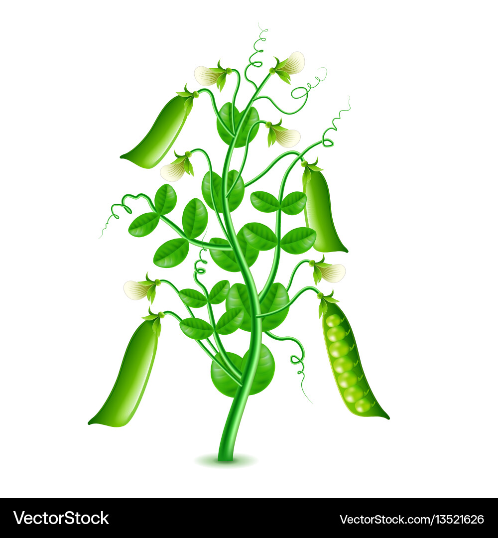 Growing peas plant isolated on white Royalty Free Vector