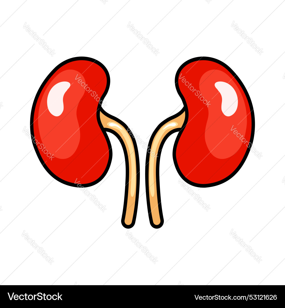 Human kidney colorful icon Royalty Free Vector Image