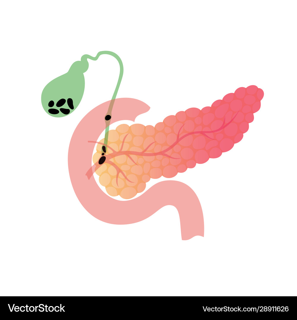 Pancreas and gallbladder Royalty Free Vector Image