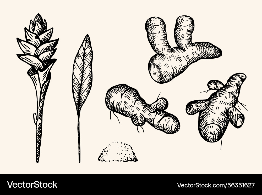 Engraving turmeric herb root on isolated backgroun