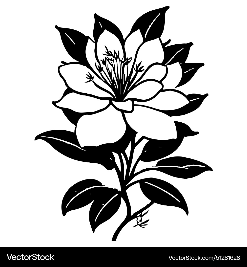Azalea flower sketch Royalty Free Vector Image