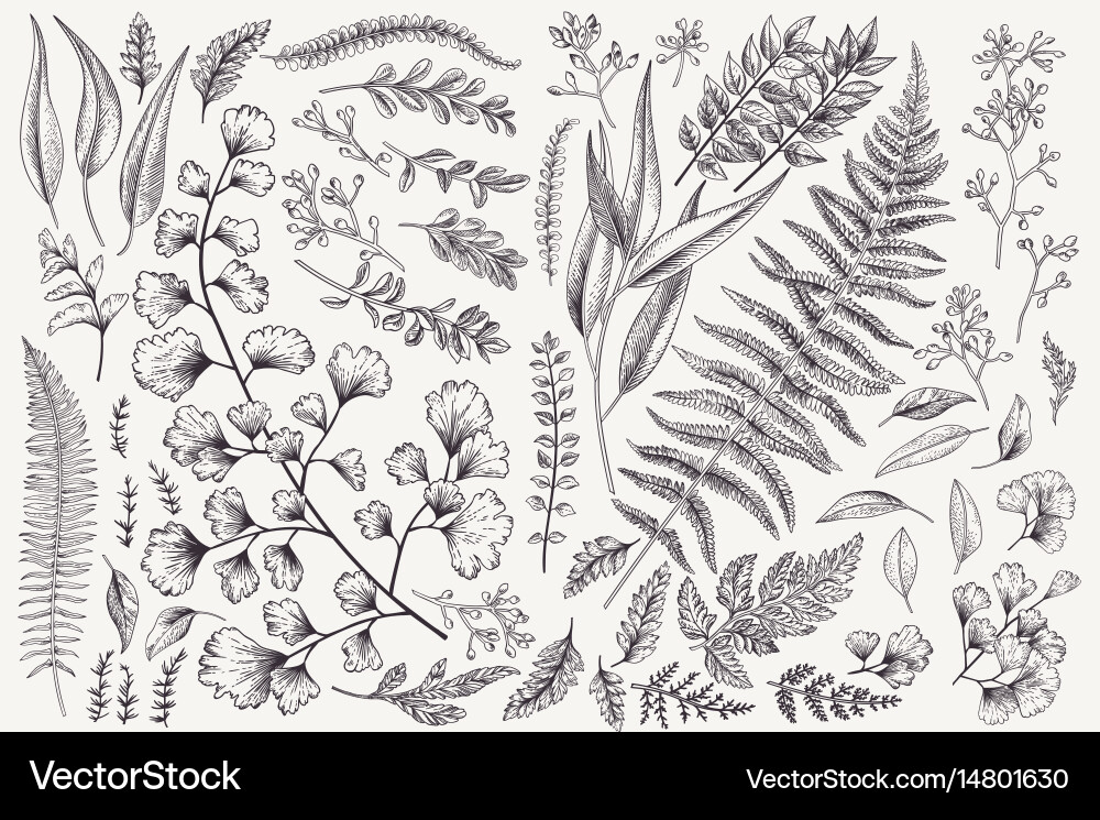 Fern Line Drawing Vector Images (over 1,000)