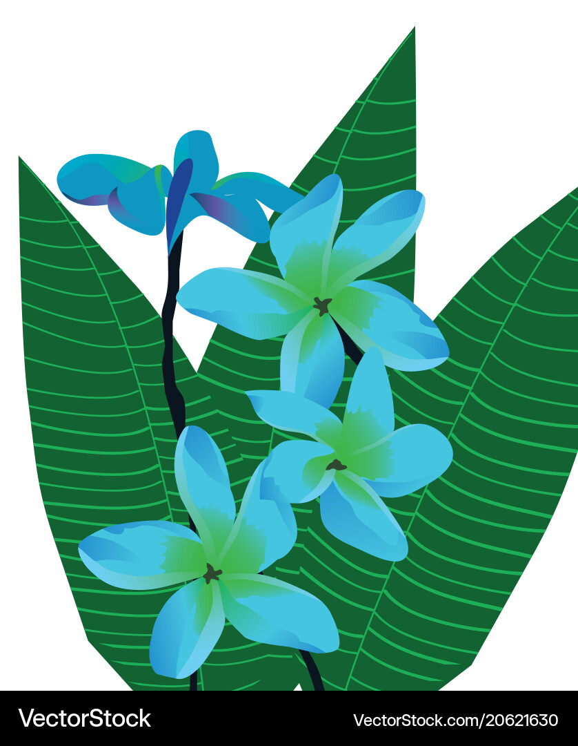 Tropical flowers Royalty Free Vector Image - VectorStock