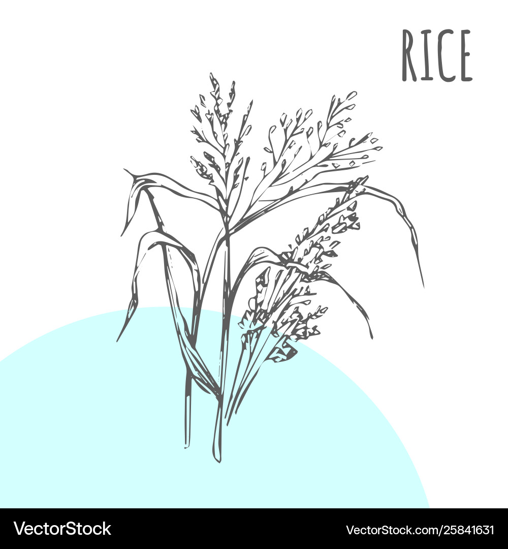 Rice sketch botanical plant Royalty Free Vector Image