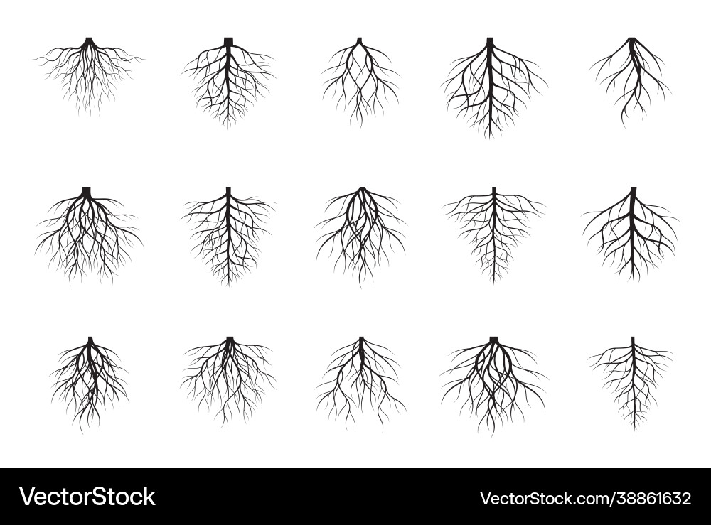 Black tree roots collection Royalty Free Vector Image