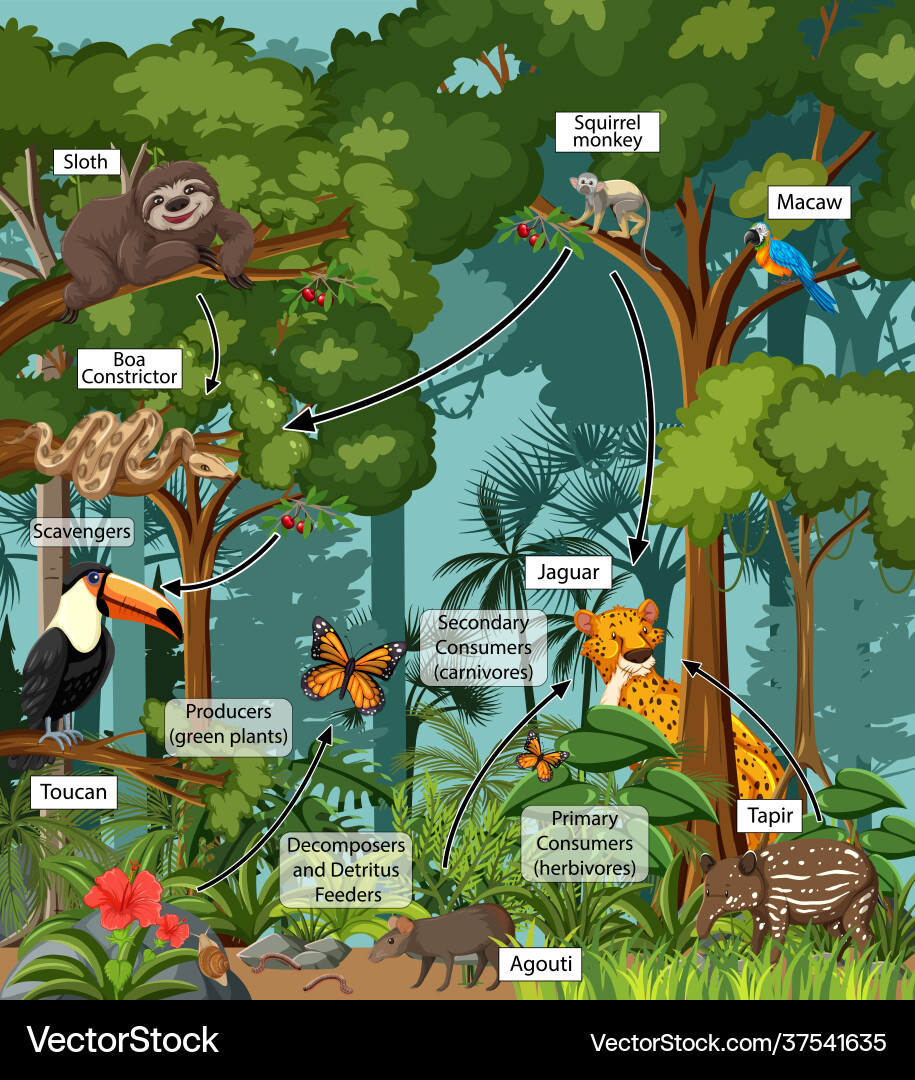 Inthe Jungle Food Chains
