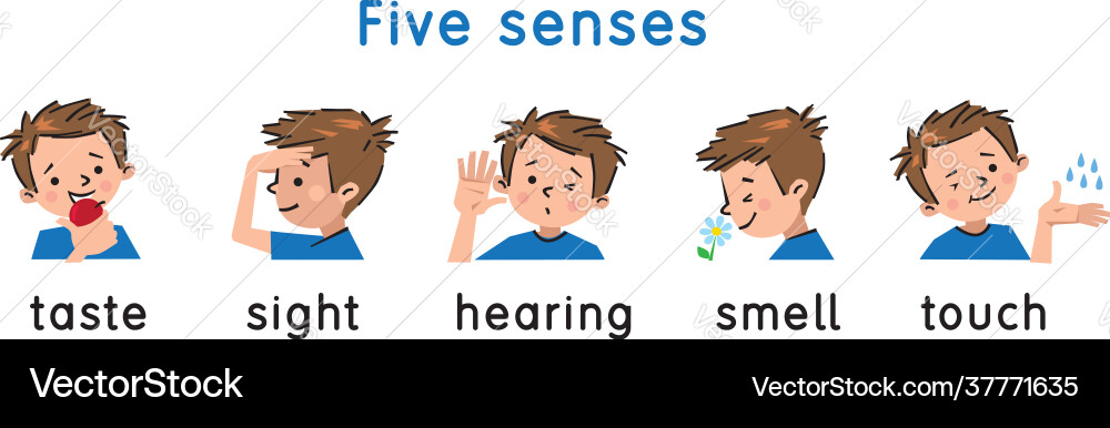 Five senses icon touch taste hearing sight smell – Royalty-Free Vector ...