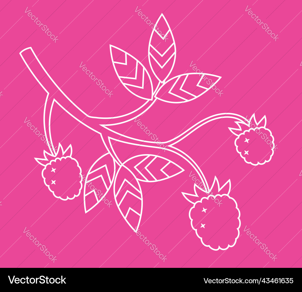 Sprig of raspberry Royalty Free Vector Image - VectorStock