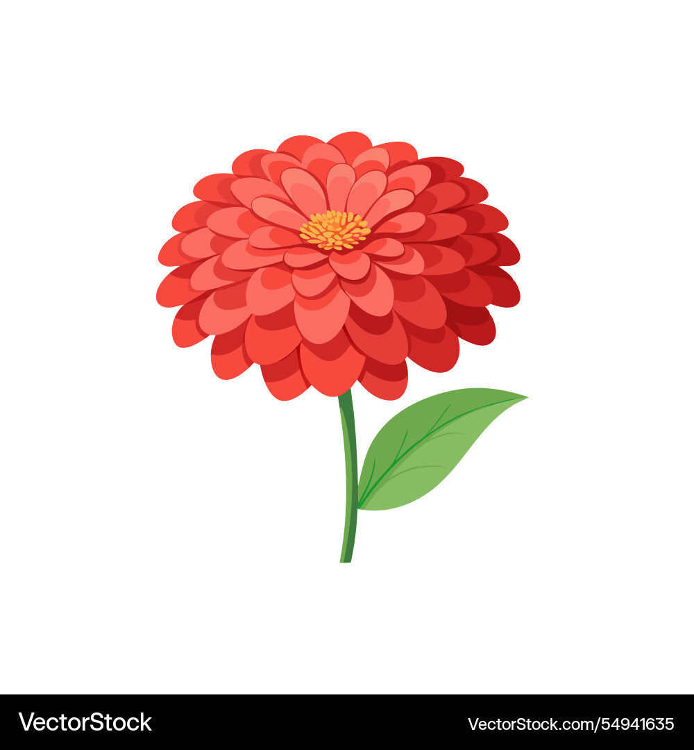 Zinnia flower isolated flat on white background Vector Image
