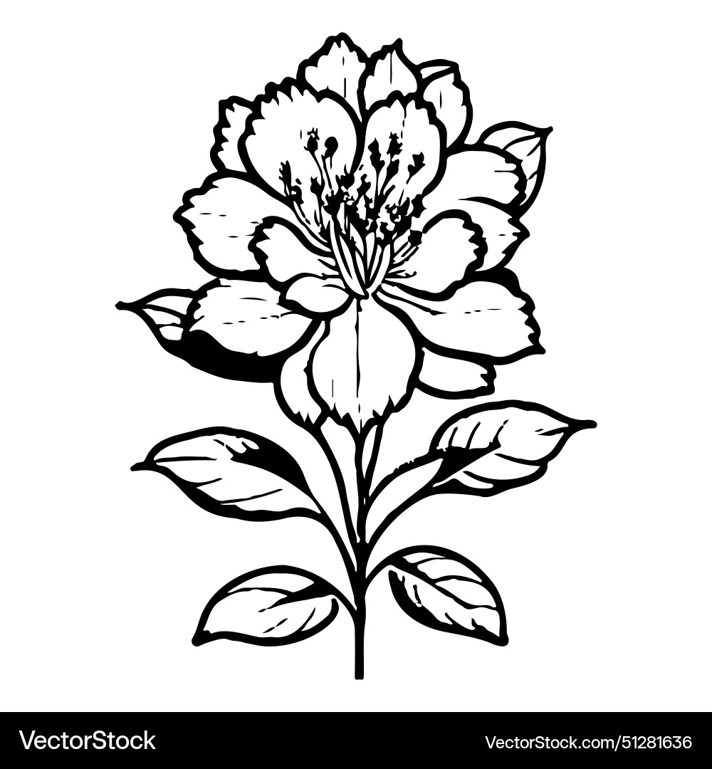 Azalea flower sketch Royalty Free Vector Image