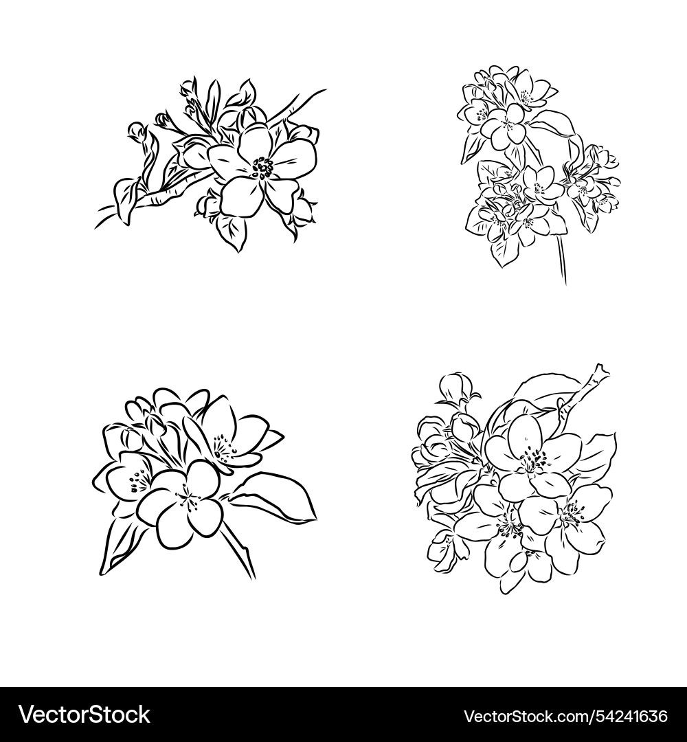 Flowering branch of apple tree hand drawing Vector Image