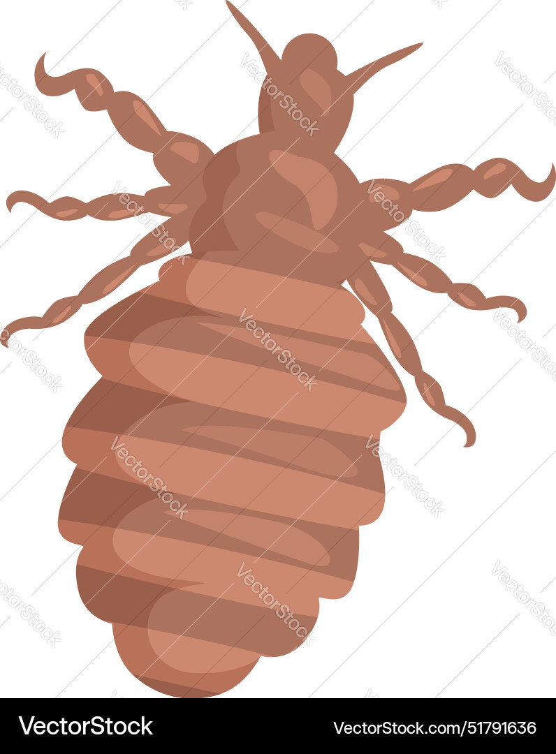 Louse insect parasite crawling spreading disease Vector Image