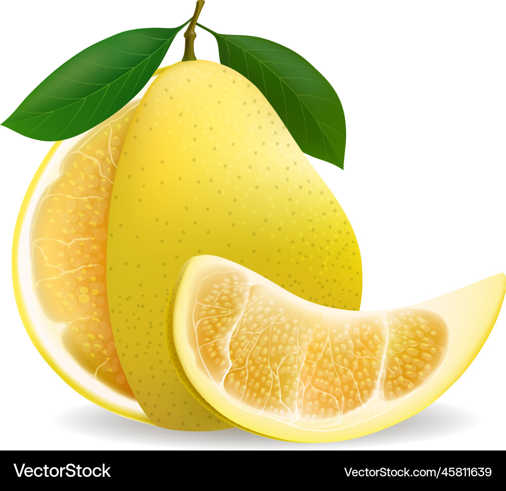 Shaddock fruit Royalty Free Vector Image - VectorStock
