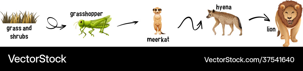 African animal food web on white background Vector Image