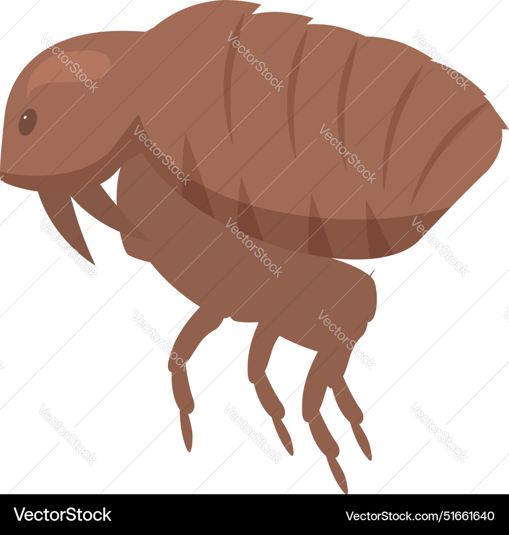 Flea jumping spreading disease biting skin Vector Image