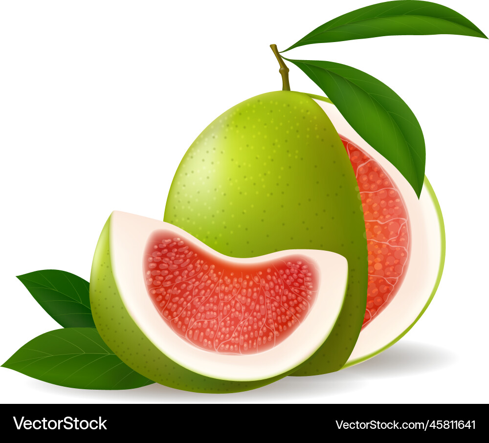 Ripe pomelo fruit Royalty Free Vector Image - VectorStock