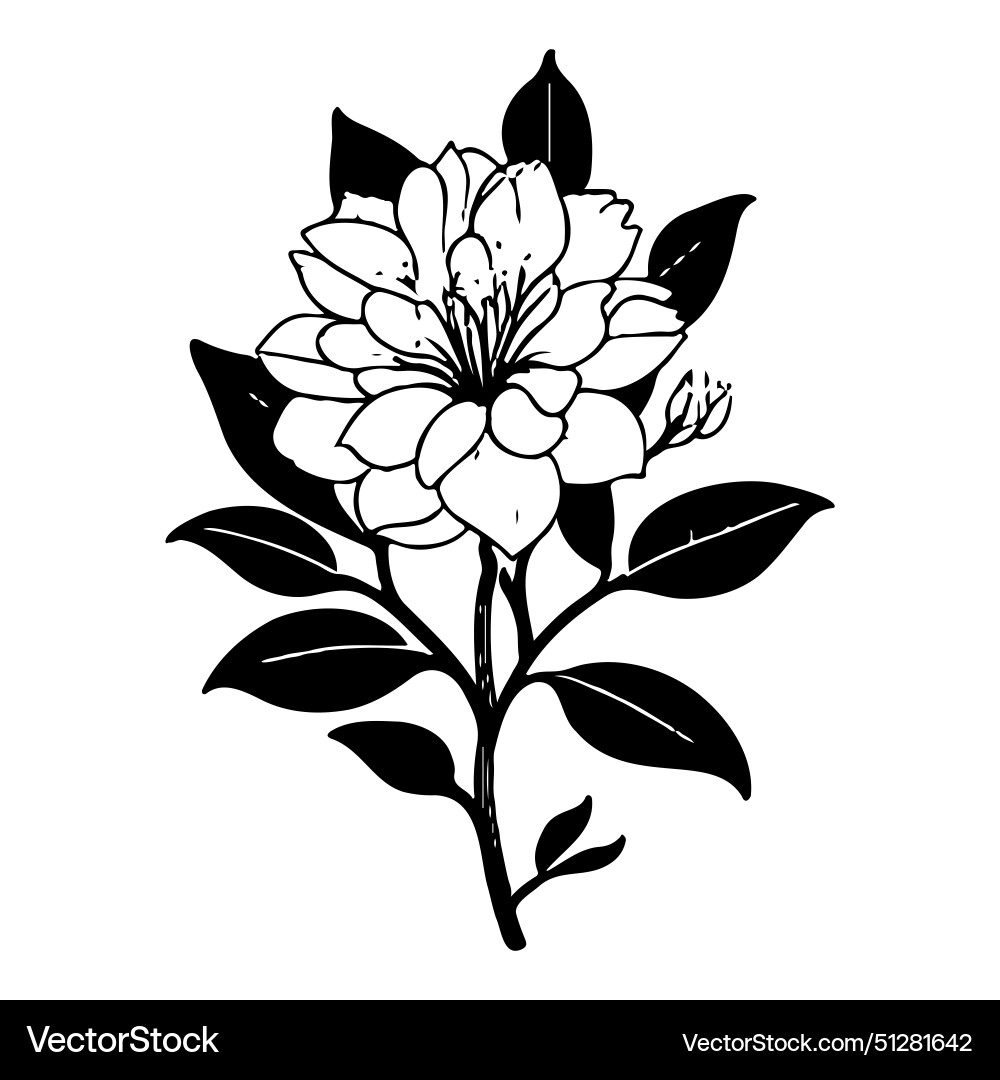 Azalea flower sketch Royalty Free Vector Image