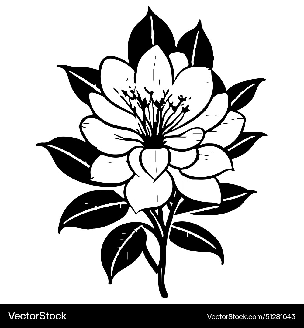 Azalea flower sketch Royalty Free Vector Image