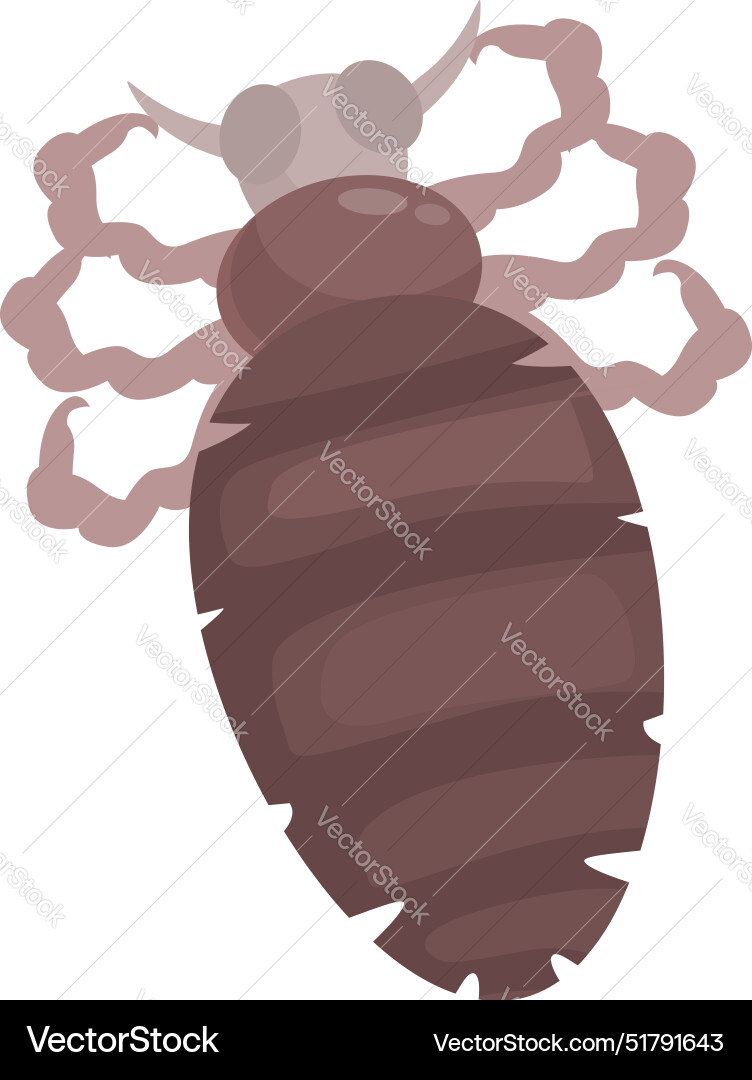 Louse insect spreading infection through Vector Image
