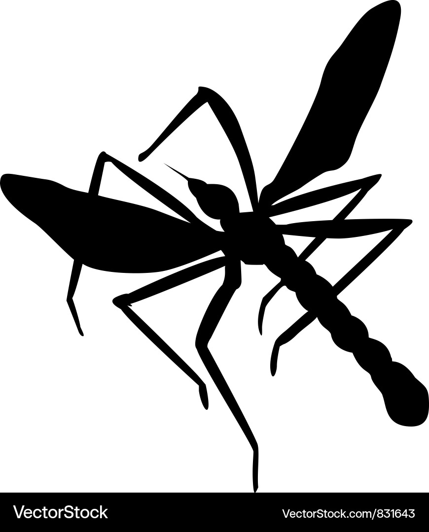Mosquito Royalty Free Vector Image - VectorStock