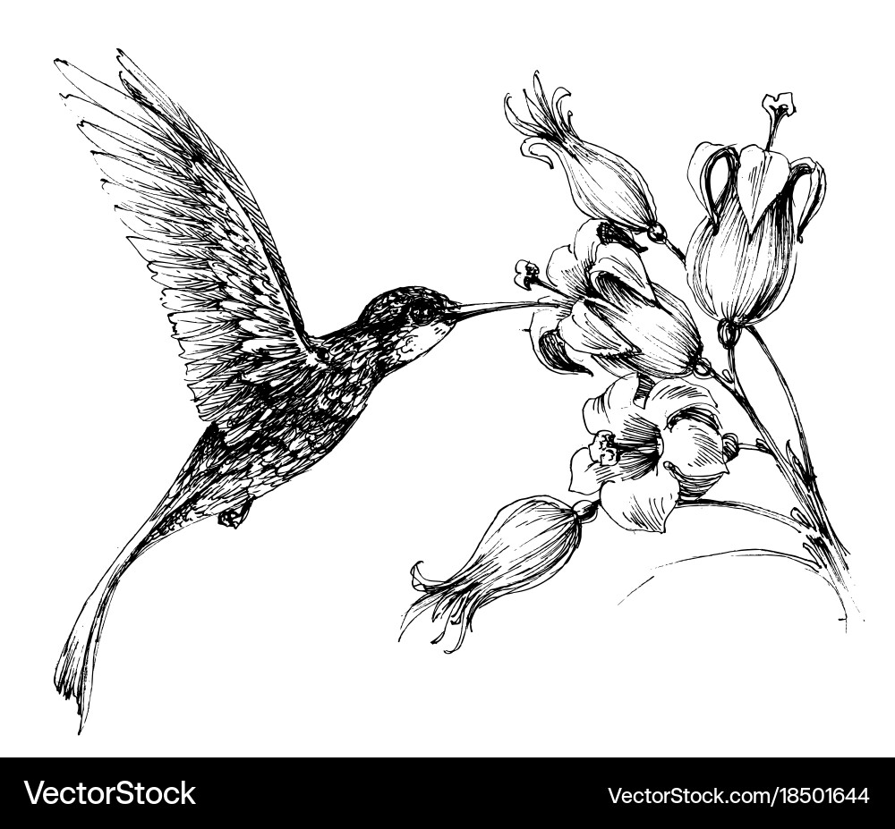 Hummingbird Sketch Vector Images (over 2,300)
