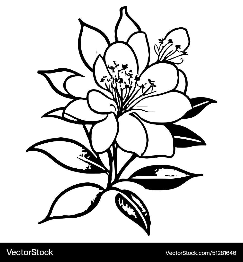 Azalea flower sketch Royalty Free Vector Image
