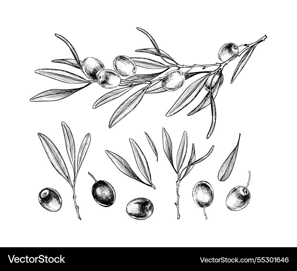 Olive branch engraving botanical drawing Vector Image