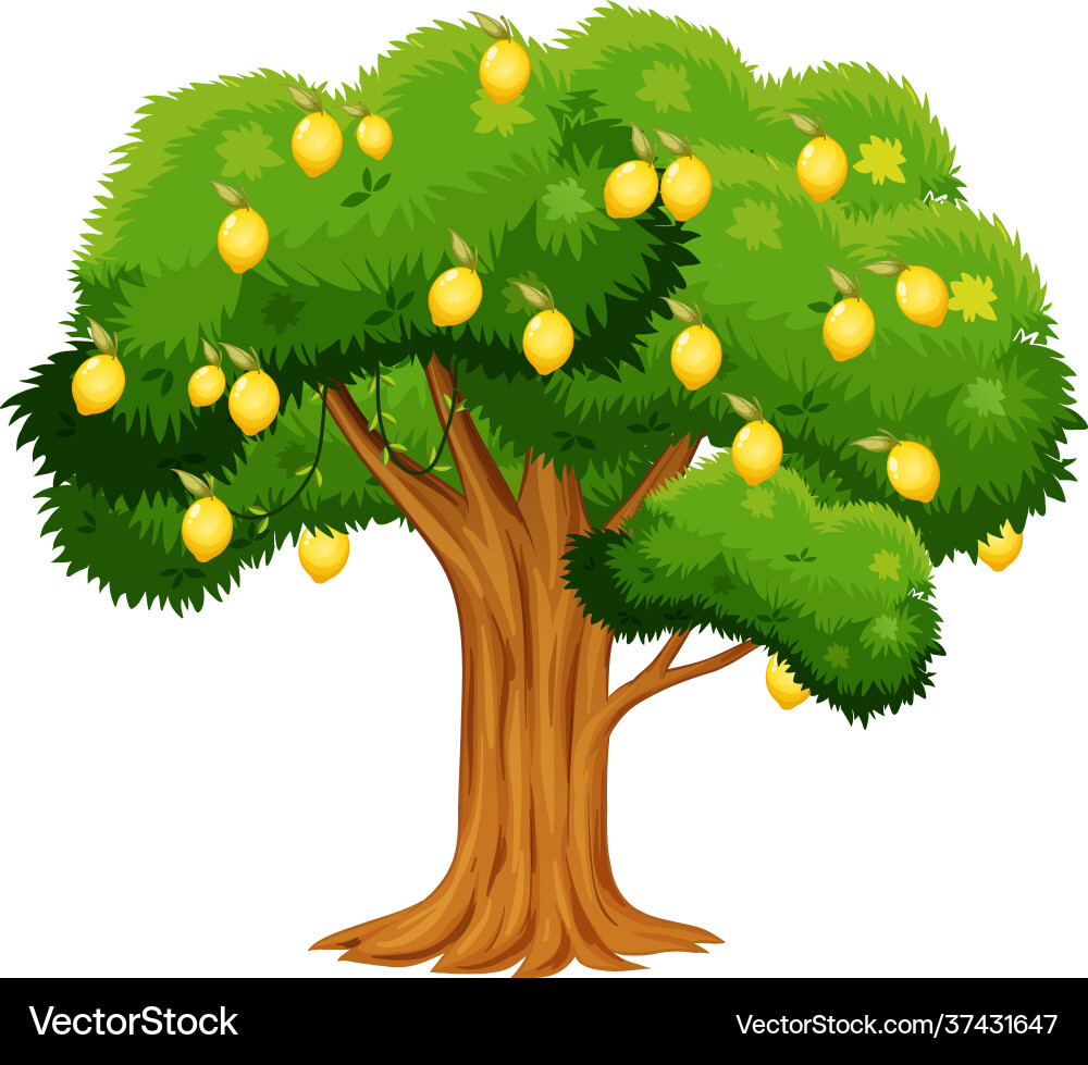 Lemon tree isolated on white background Royalty Free Vector