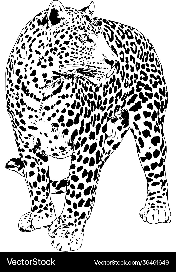 Snarling face a leopard painted hand Royalty Free Vector