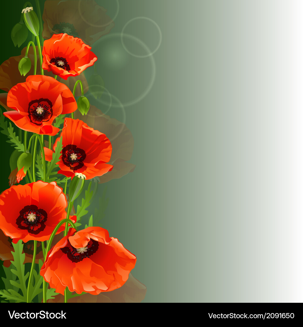 Poppy background Royalty Free Vector Image - VectorStock