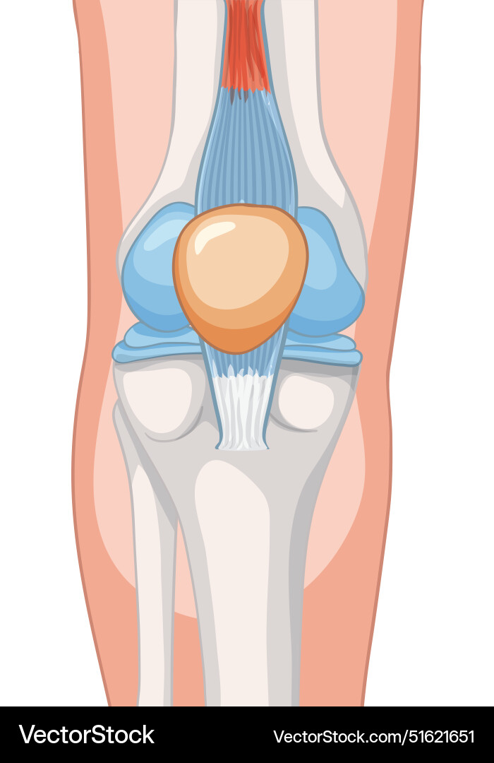 Anatomical of knee joint structure Royalty Free Vector Image