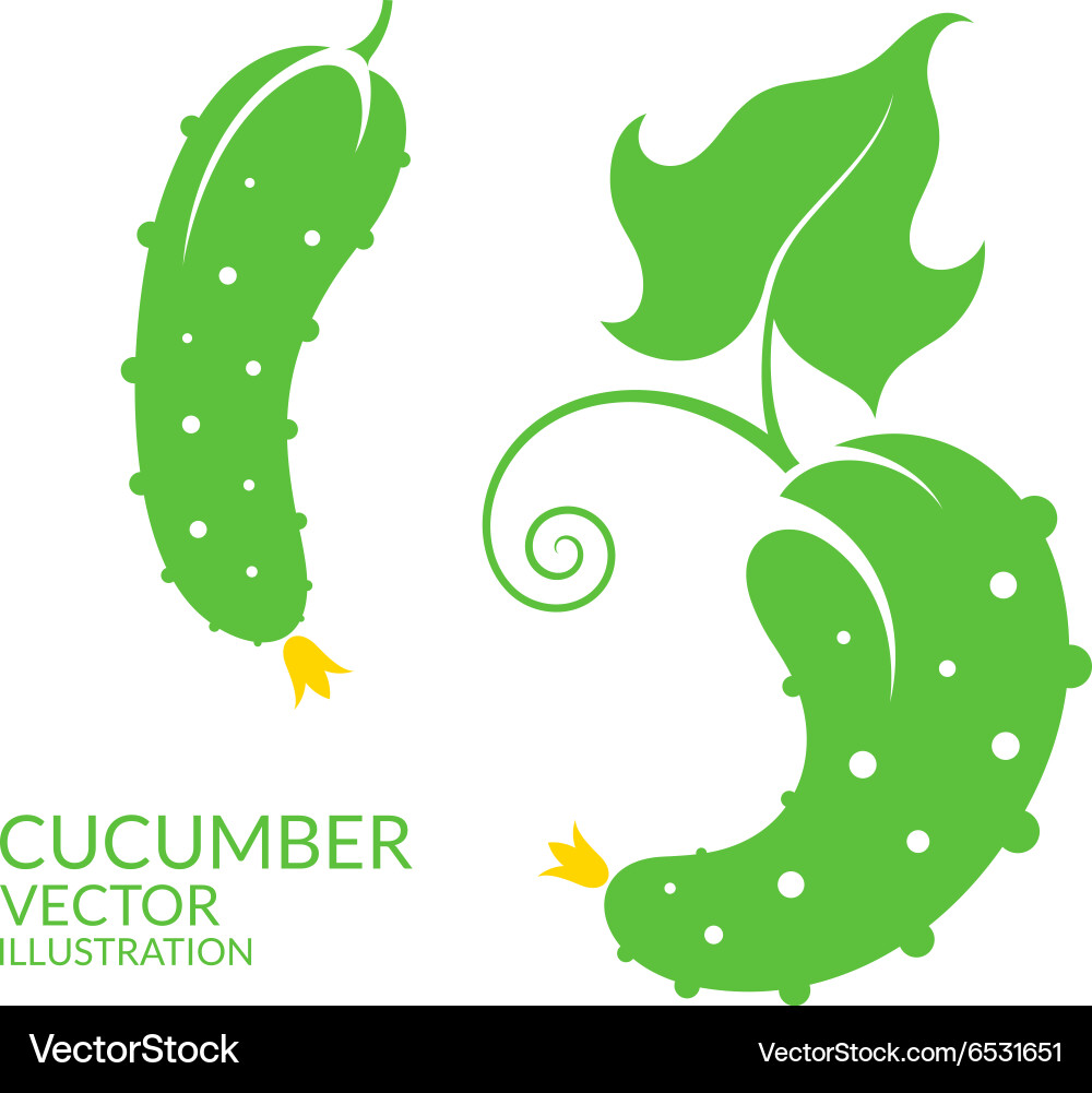 Cucumber Royalty Free Vector Image - VectorStock