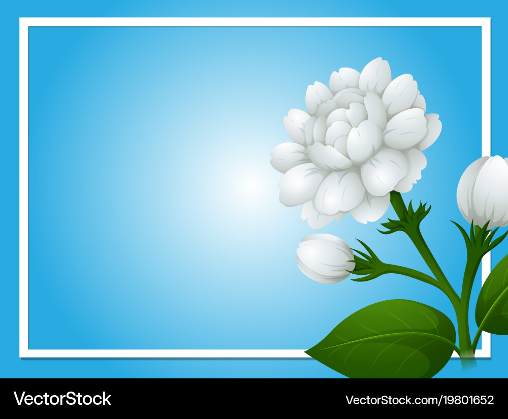 Border template with white jasmine flowers Vector Image