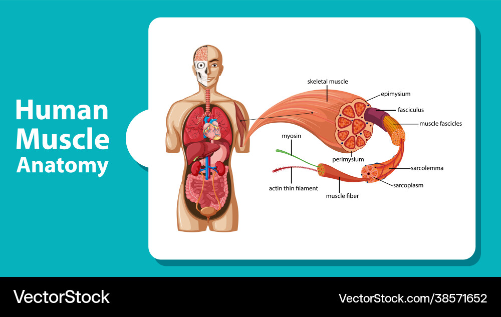 Human muscle anatomy with body Royalty Free Vector Image